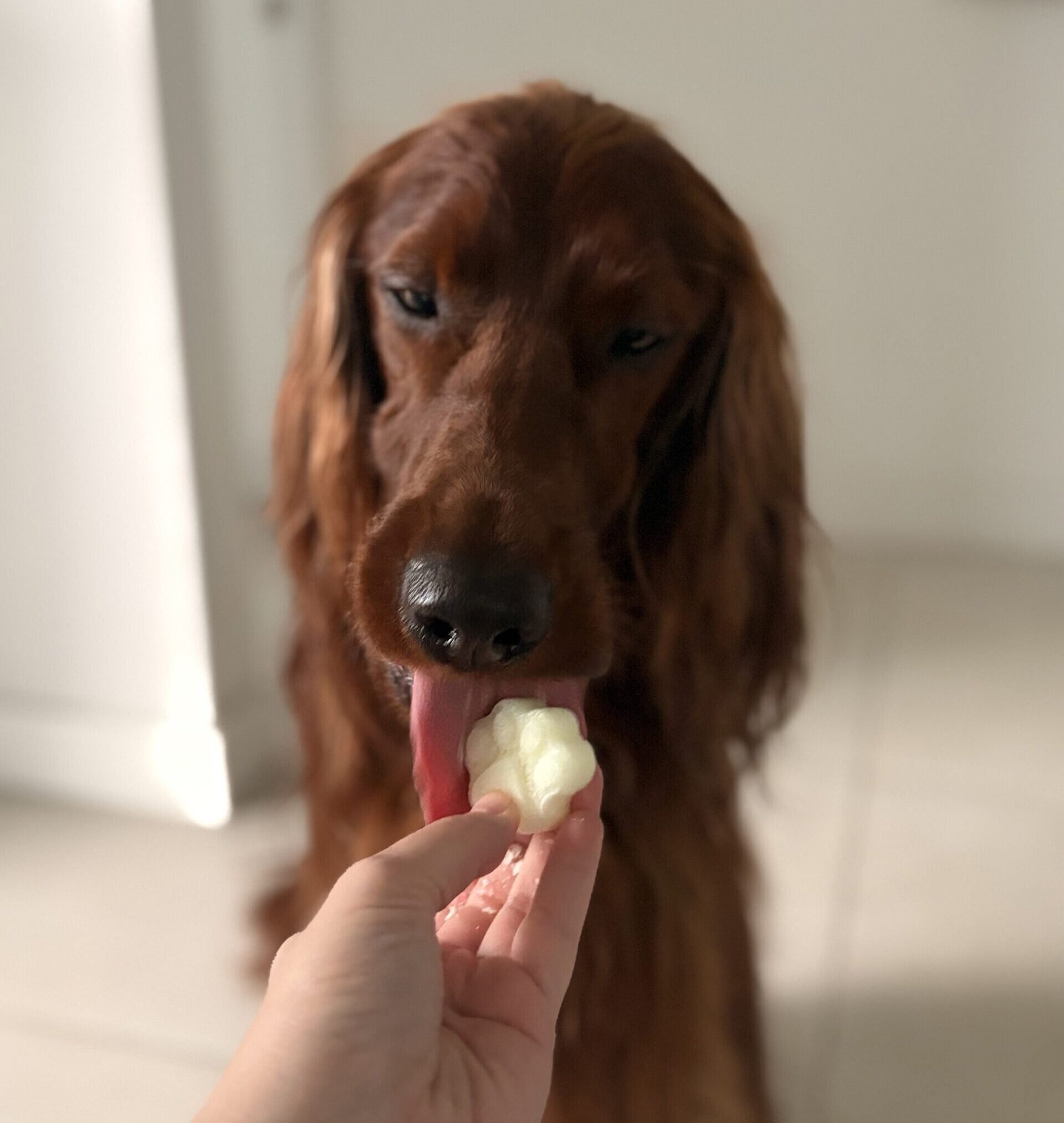 Kéfir para perros - Cocinando con mi Perrito